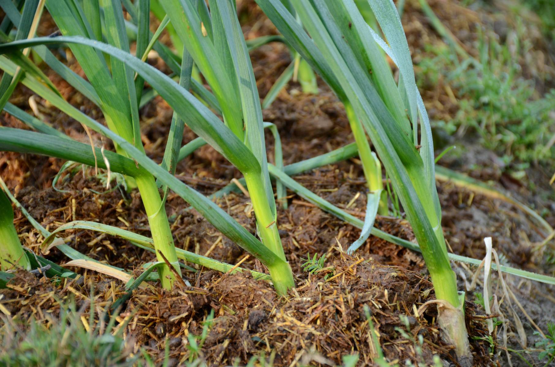 White Rot Garlic Disease – Mother Earth News